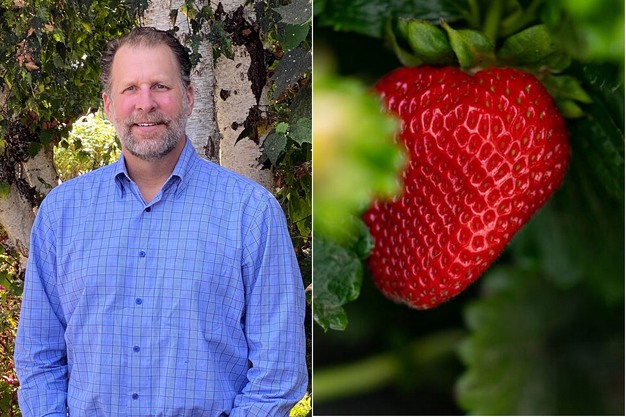 US: Strong volumes of conventional and organic strawberries ahead