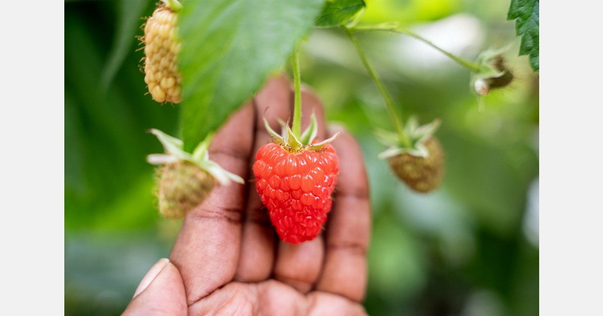 Commercial launch of three new raspberry varieties