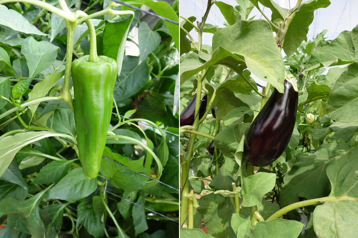 It’s a seller’s market for Mexican vegetables