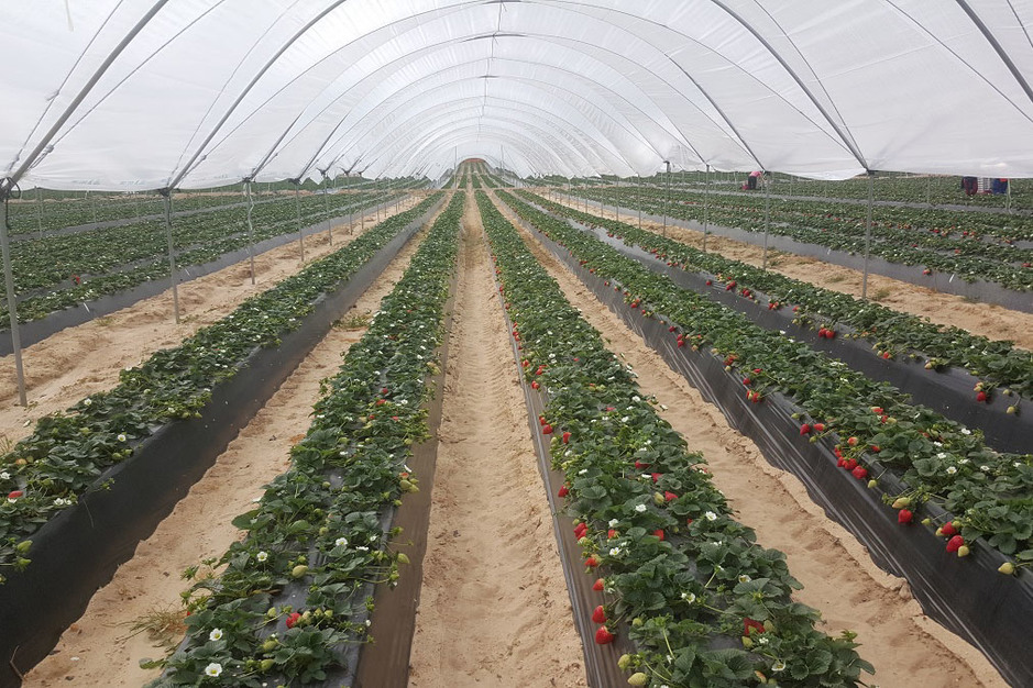 "Despite ever-growing challenges, Spanish strawberries retain their ...