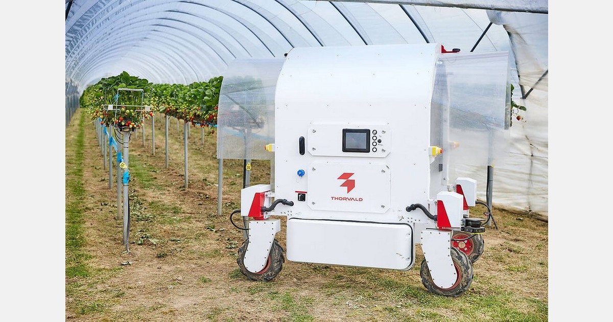 Nine UK growers now work with strawberry robot