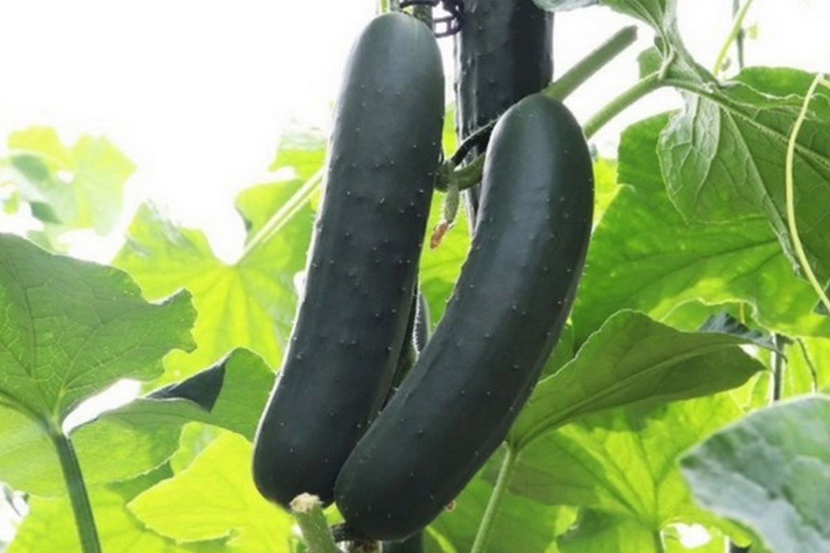 Historic high pricing on Mexican cucumbers