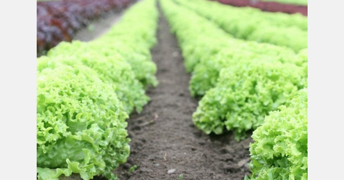 Softer sales for salad kits at retailer's deli counters