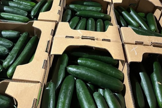 Emptier cucumber pipeline ready for Sonora production to begin