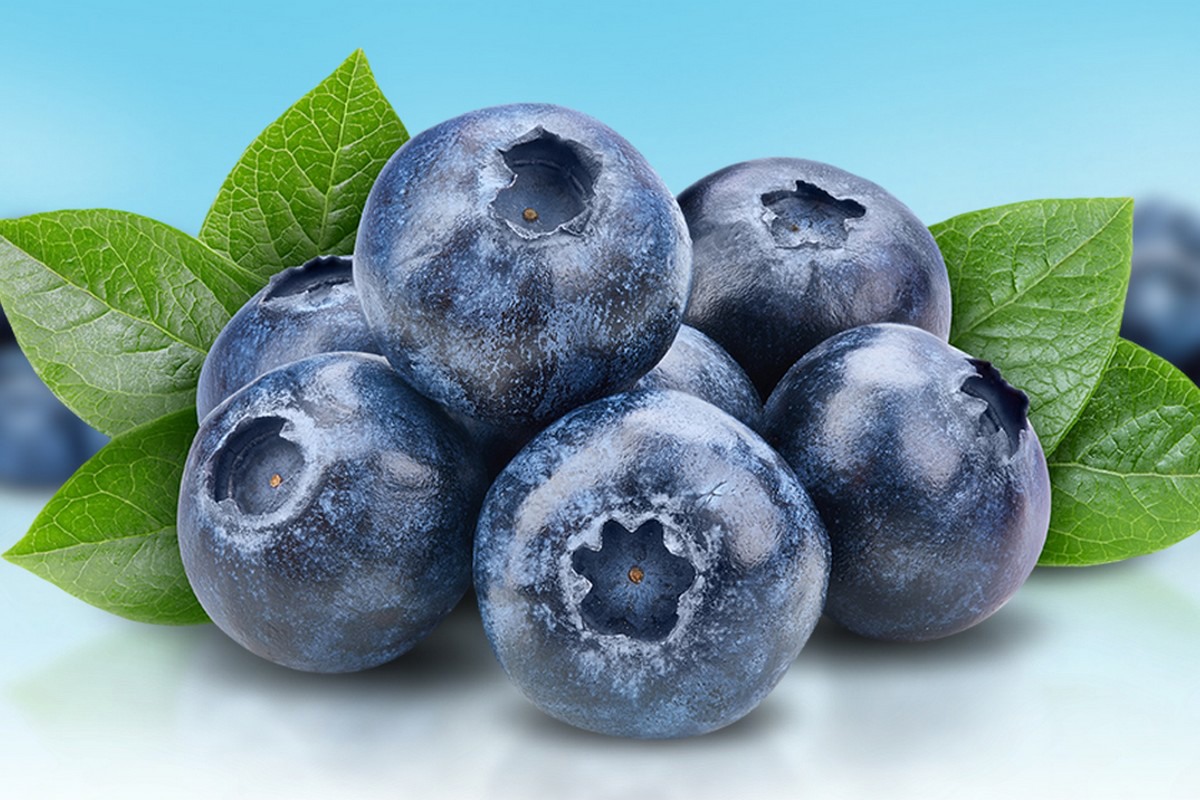 Canadian greenhouse grower joins SEKOYA blueberry platform