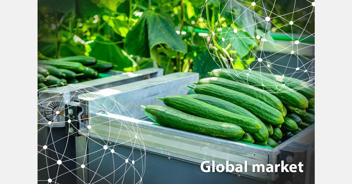 Cucumber prices ended very high in 2023, but at the start of 2024 ...