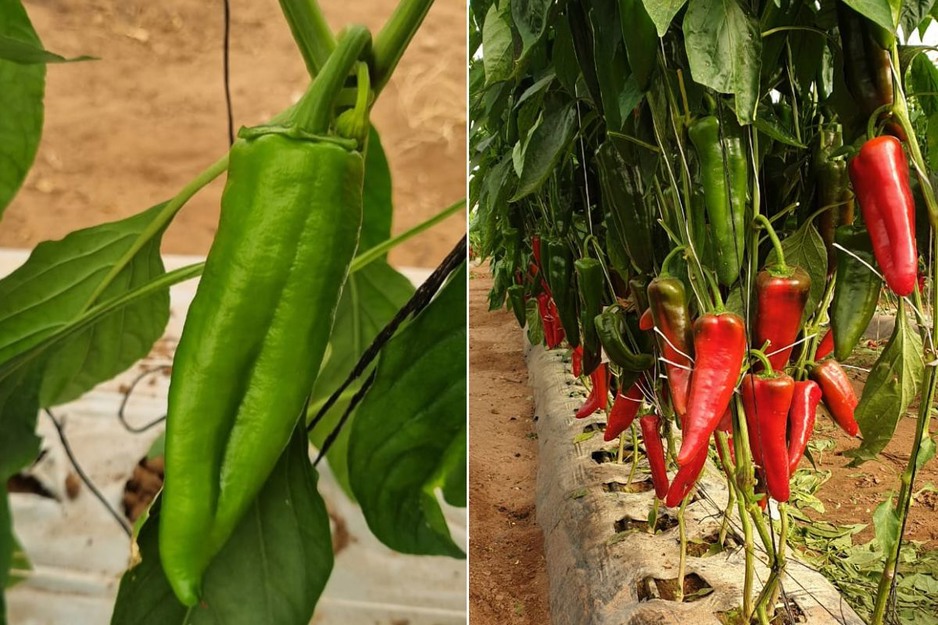 Moroccan pepper harvest comes out of its peak
