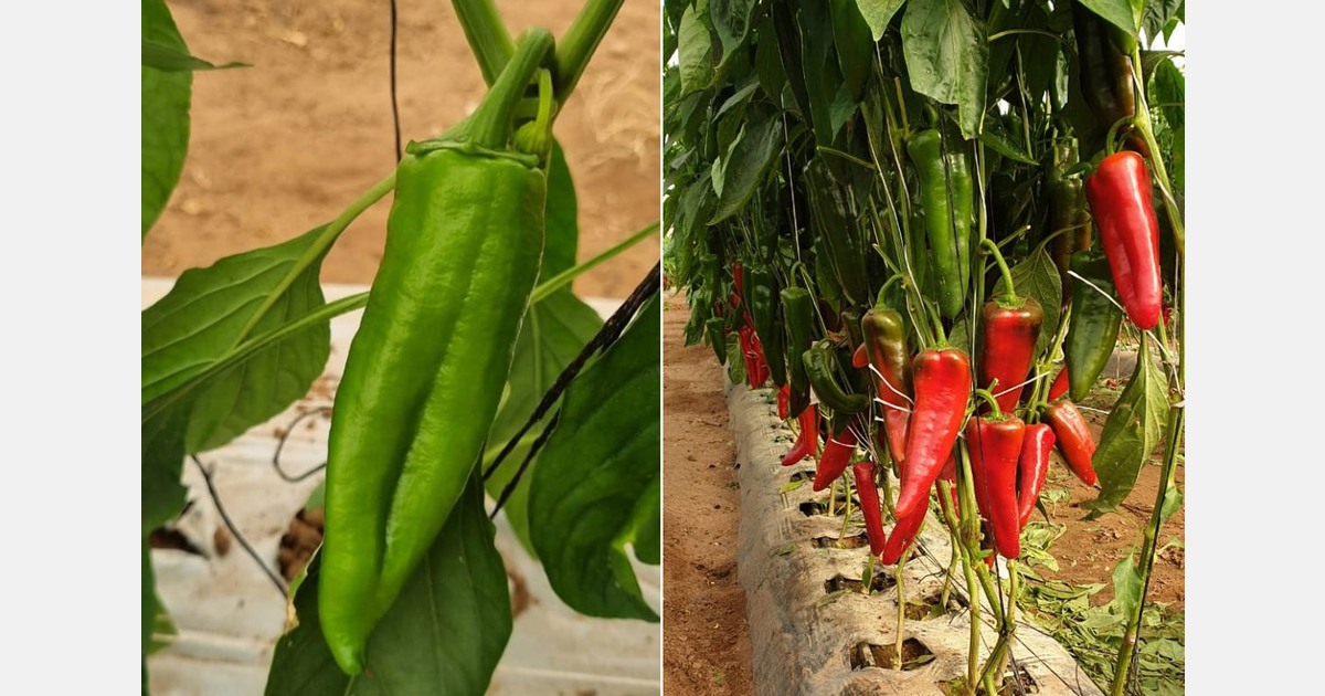 Moroccan pepper harvest comes out of its peak