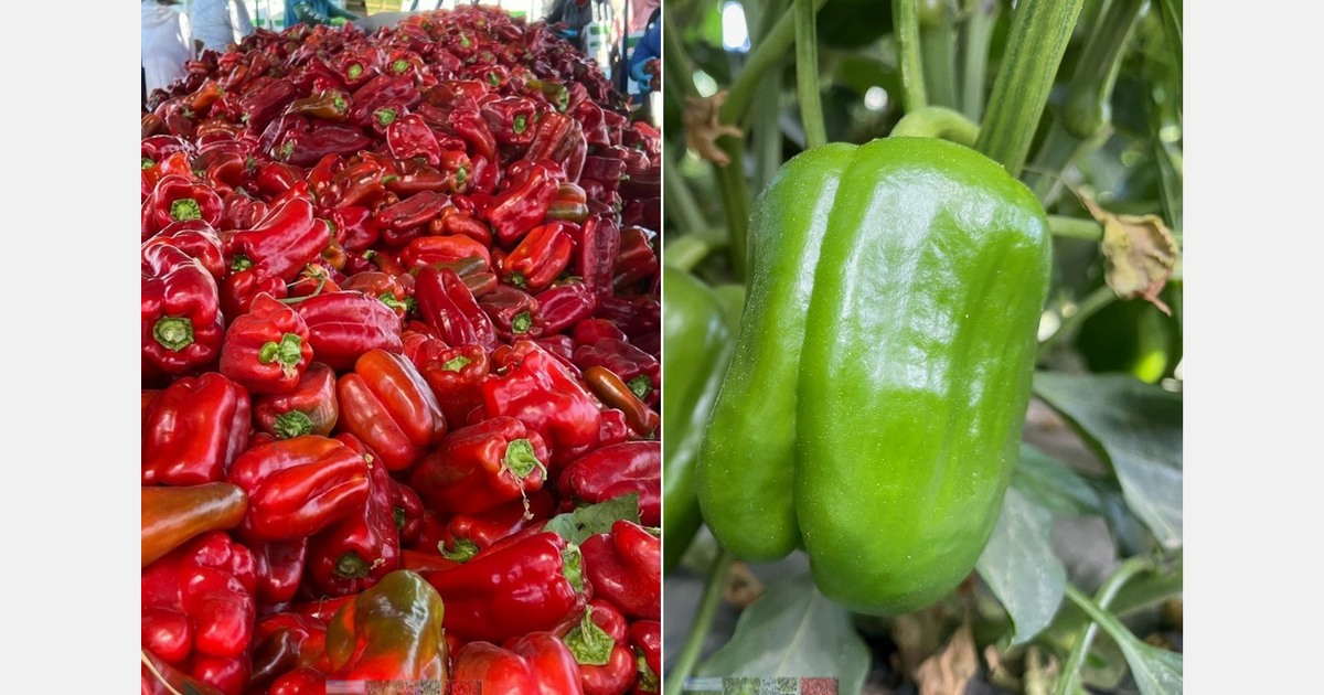 Longer than expected red bell pepper season from Coachella
