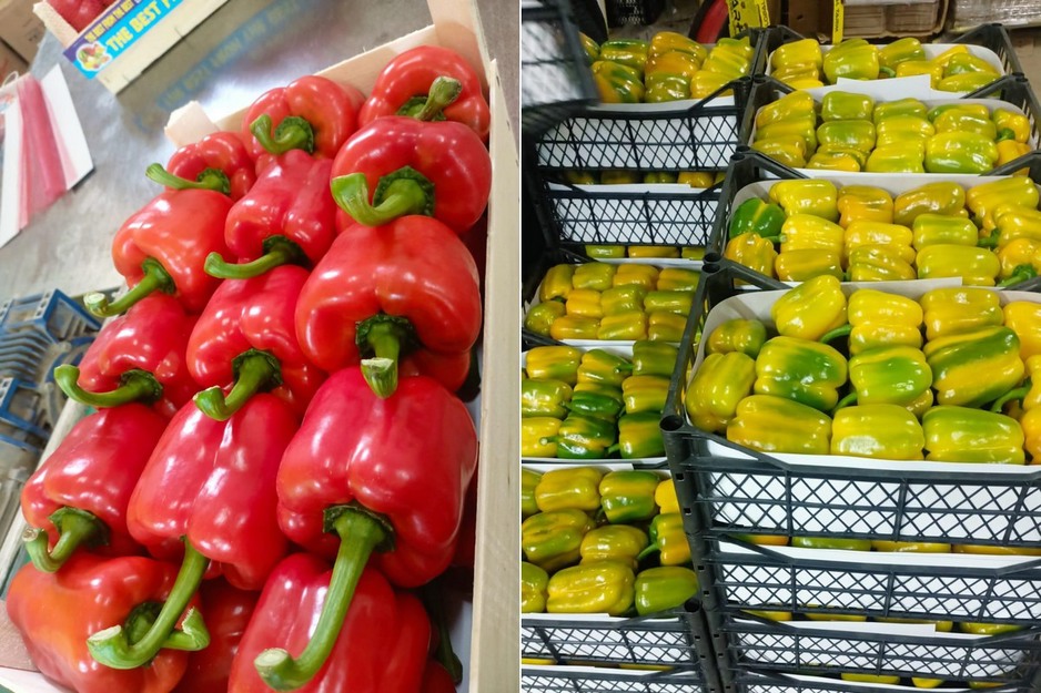 "Our producers have increased production areas of yellow, red, and green peppers"