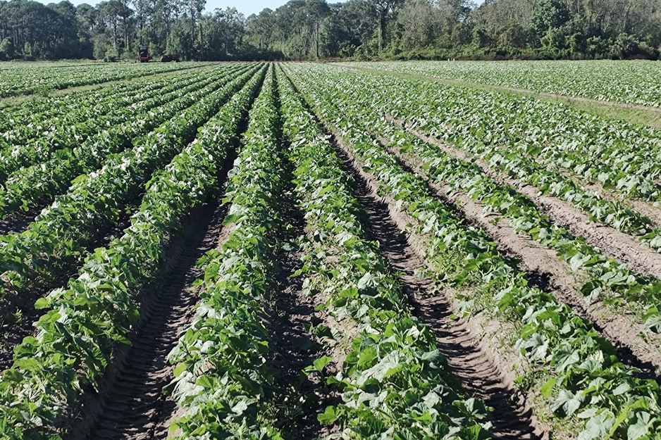 Pickle trends help grow dill pickle cucumber consumption