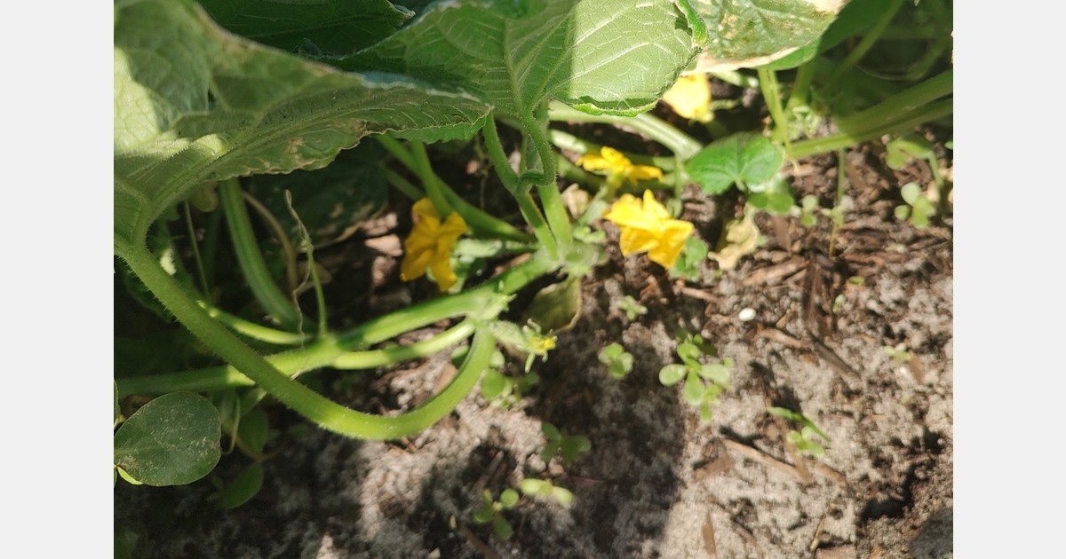 Pickle trends help grow dill pickle cucumber consumption