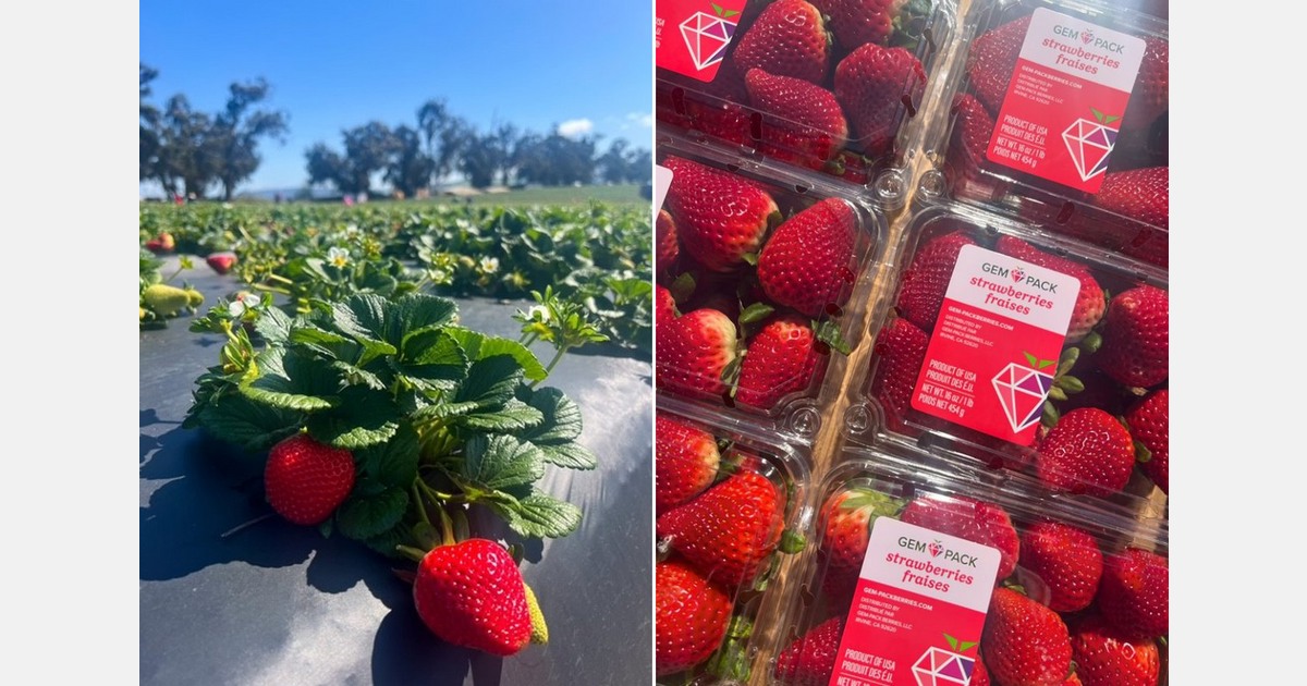 California settles into strawberry production