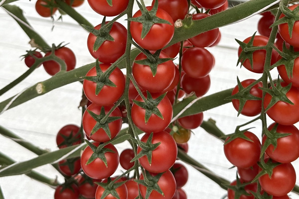 Launch of new peel-back shaker snacking tomato clamshell