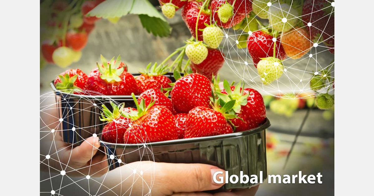Global market overview strawberries
