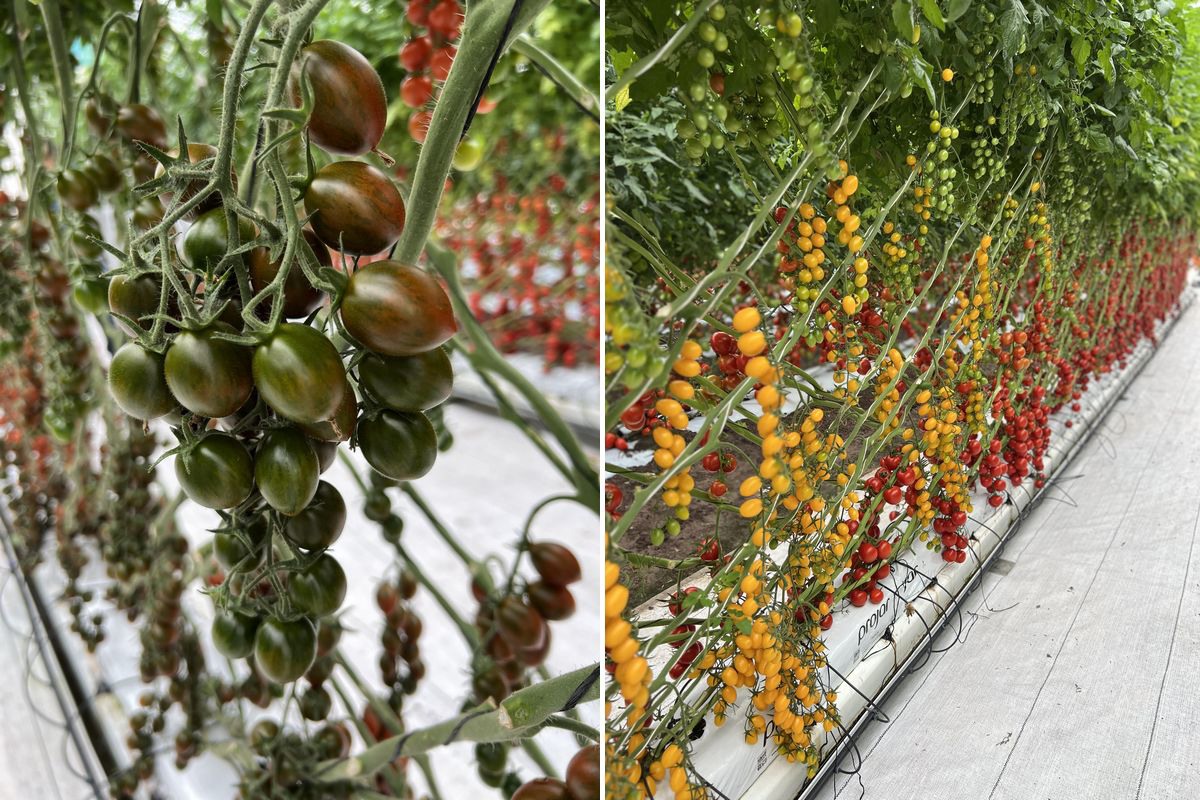 Launch of new peel-back shaker snacking tomato clamshell