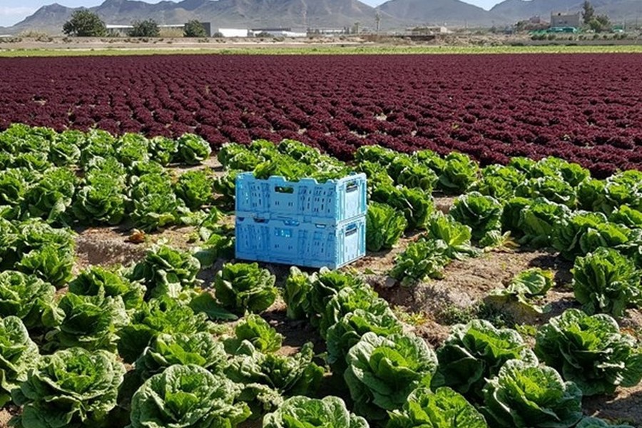 Comparing the savings of pooled reusables vs. single-use crates