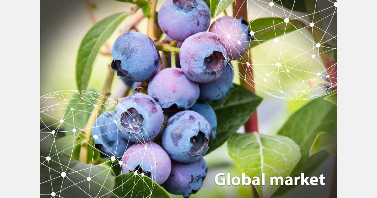 Will this blueberry year be as remarkable as lasts?