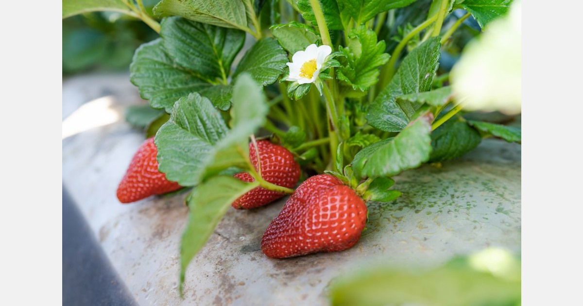 Strong California strawberry supplies throughout the coming months
