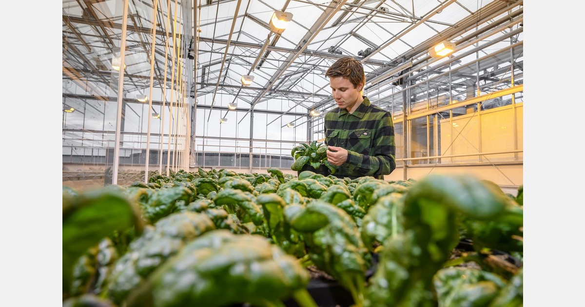Dutch vegetable seed company confirms resistance to Pe. 20 for a large ...
