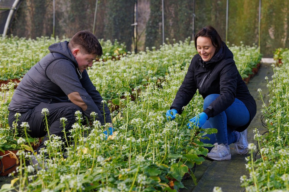 "True authentic Japanese wasabi history and culture from local ...