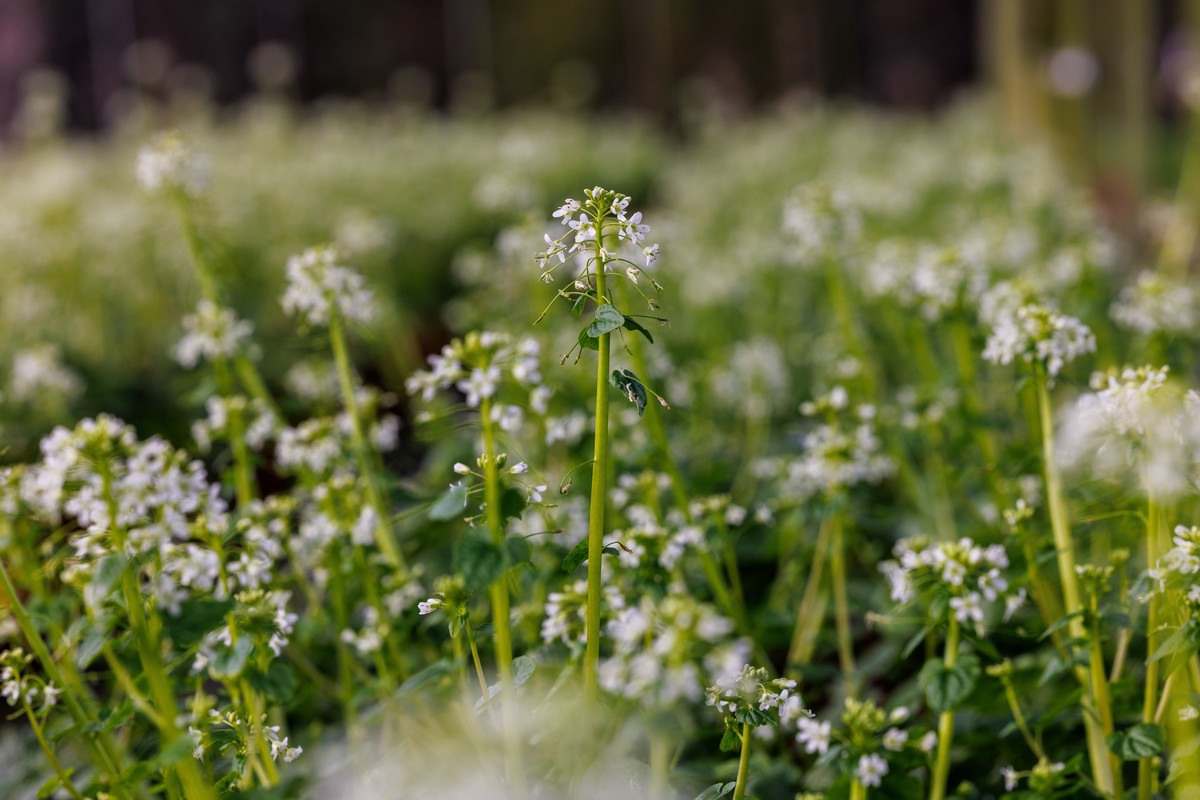 "True authentic Japanese wasabi history and culture from local ...