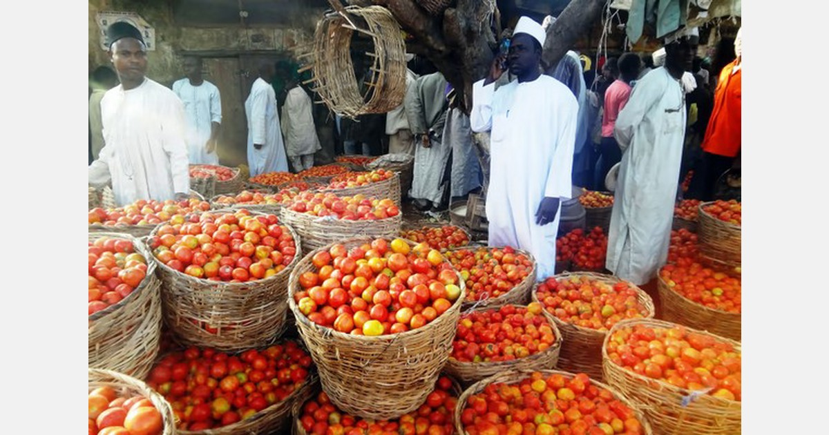 Tuta absoluta impacts tomato prices in Nigeria