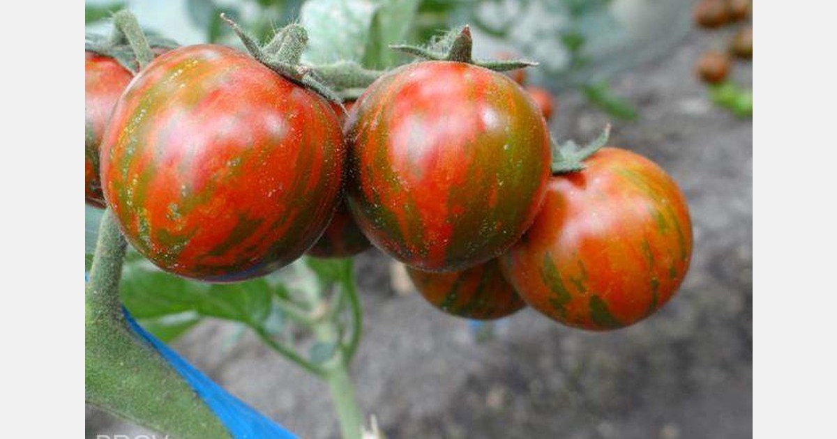 The new tricolour cherry tomato variety from Romania