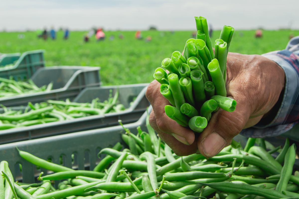 Hand-picked green beans from Mexico differentiate in quality