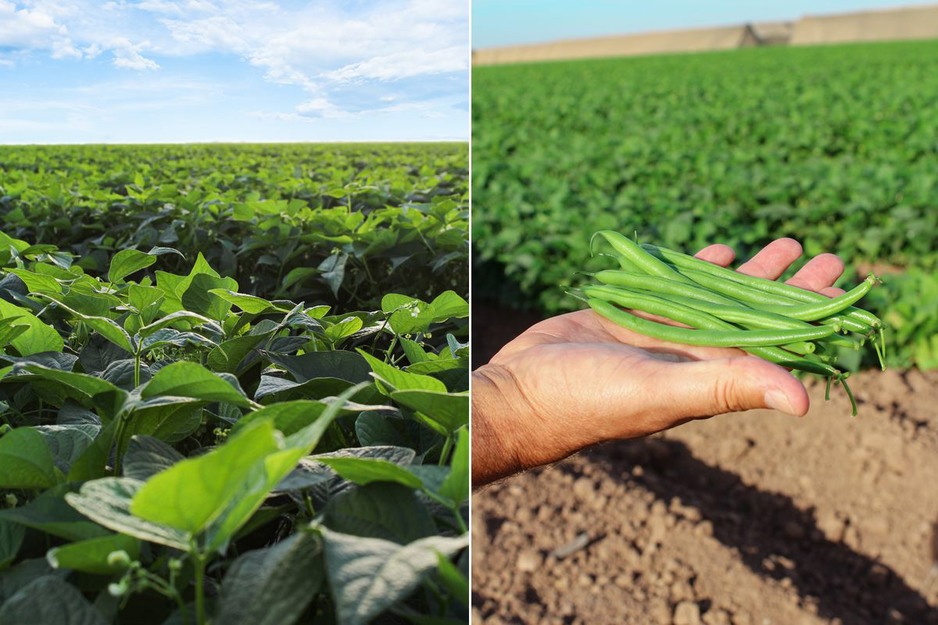Hand-picked green beans from Mexico differentiate in quality