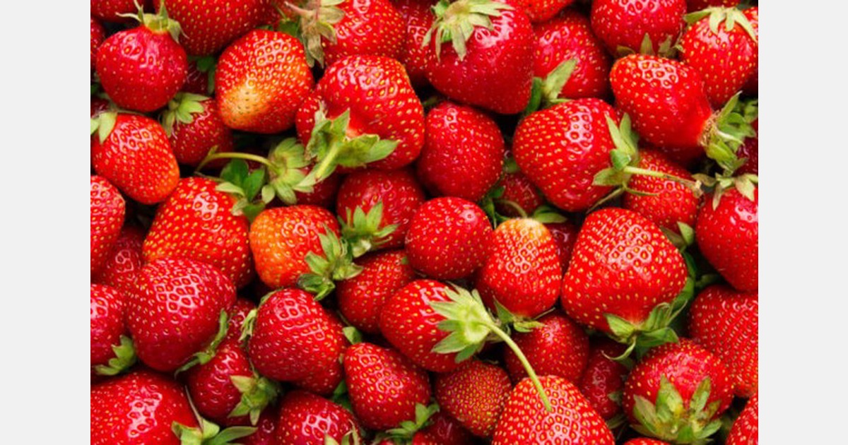 Egypt exported 45,000 tons of strawberries from September 2023 to ...