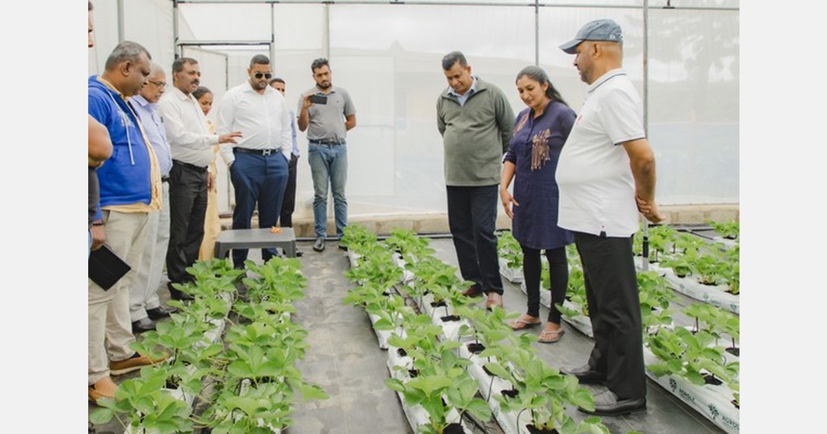 Sri Lanka's first strawberry model agri-project shows promise
