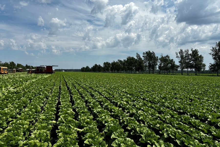 Quebec welcomes greater lettuce yields this season