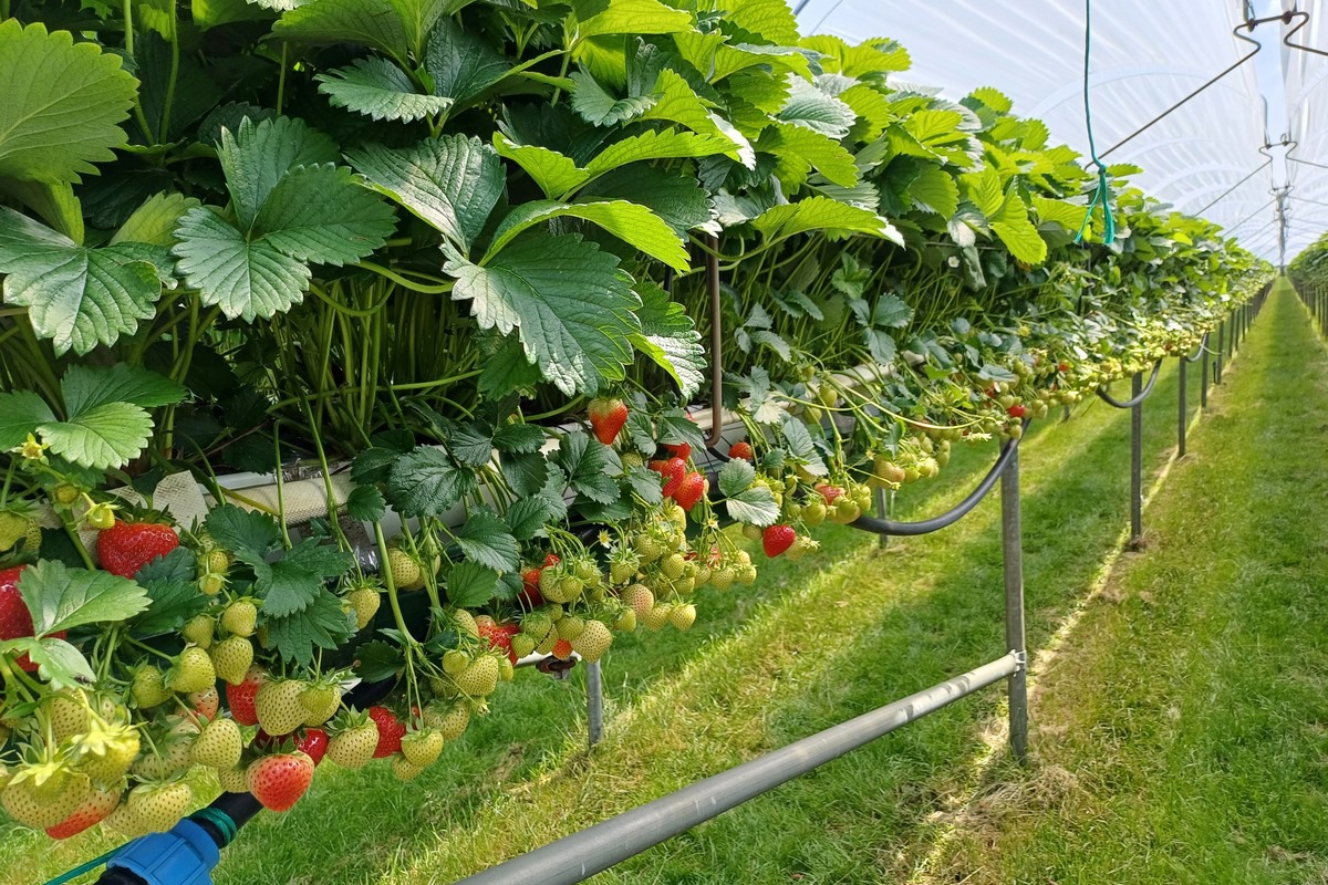 The special features of Finland's soft fruit business