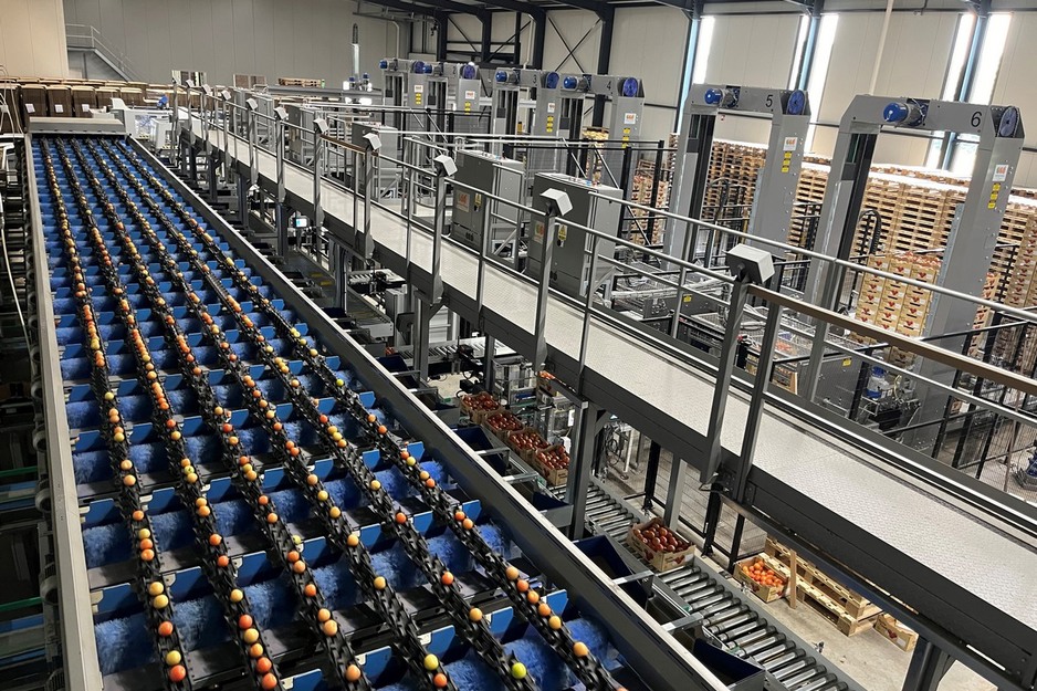 Advanced grading technology crowns loose tomato production line