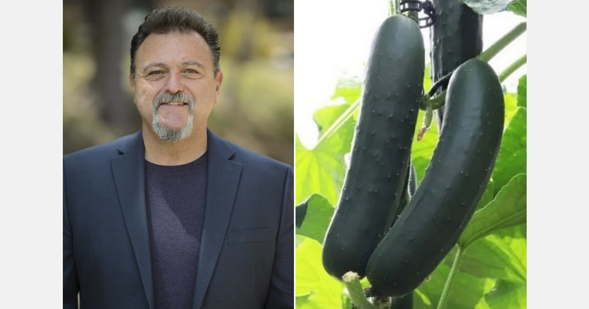 Markets quite active on field cucumbers