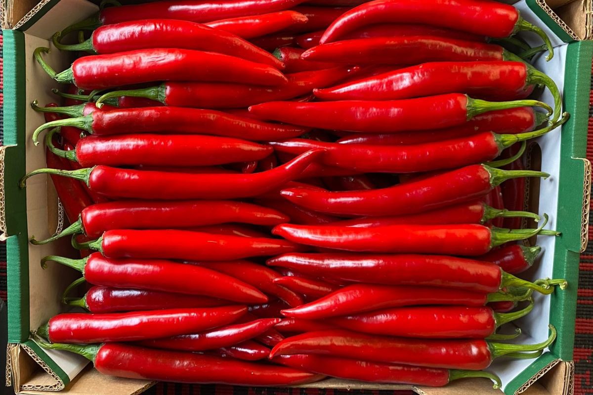 Egyptian chili peppers coming soon