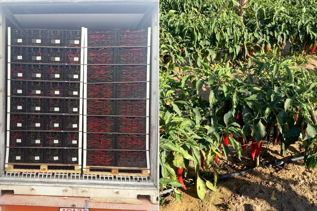 Egyptian chili peppers coming soon