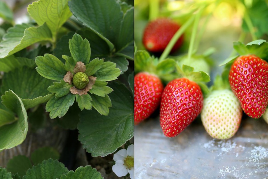 "Rising temperatures in the summer helped Egyptian strawberry growers"