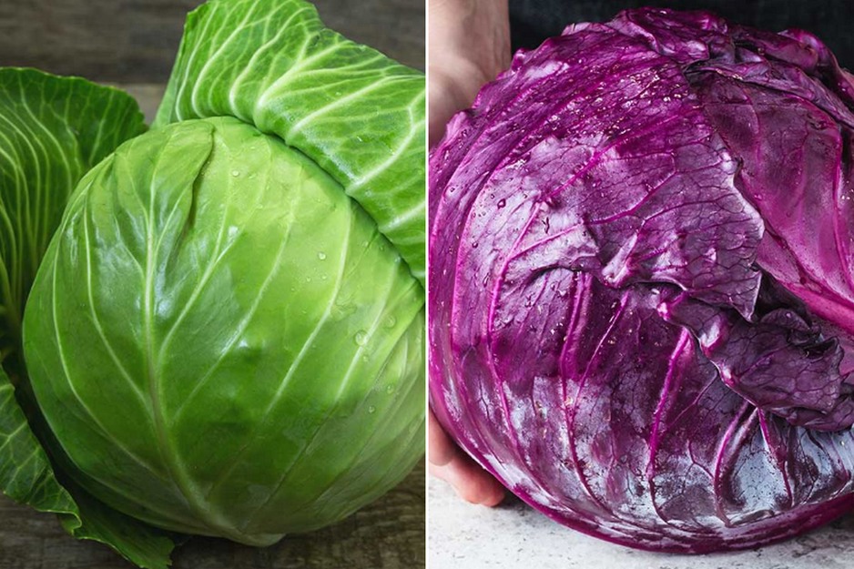 Brassica supply could tighten due to Diamondback Moth