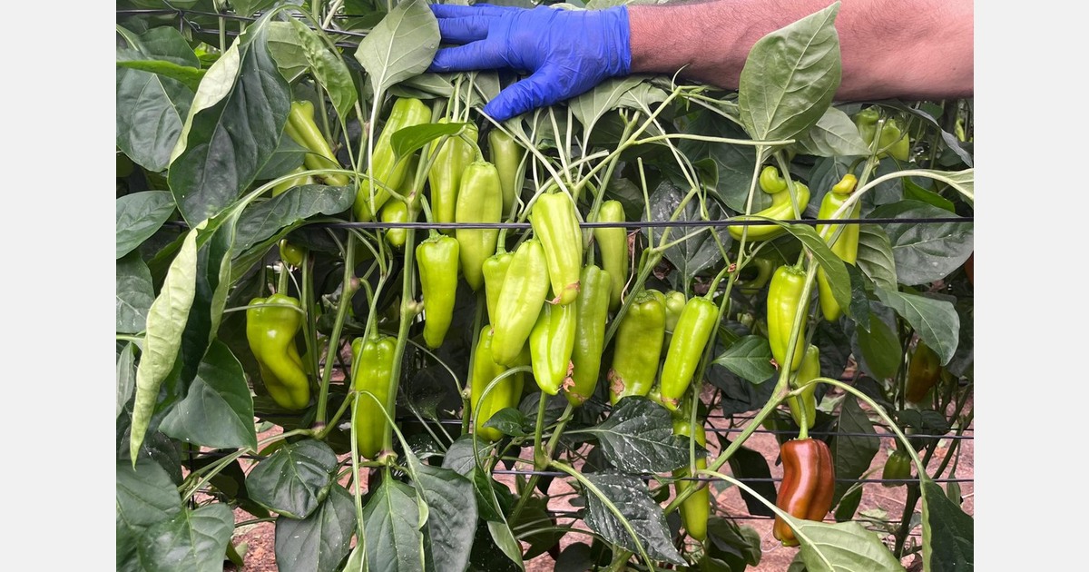 “Demand for new varieties of seedless peppers and specialty tomatoes ...