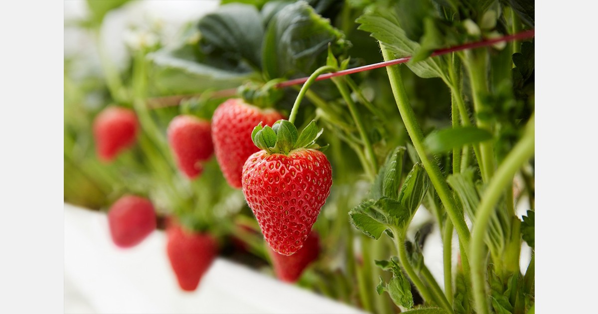 Greenhouse grown WOW Utopia strawberries launched