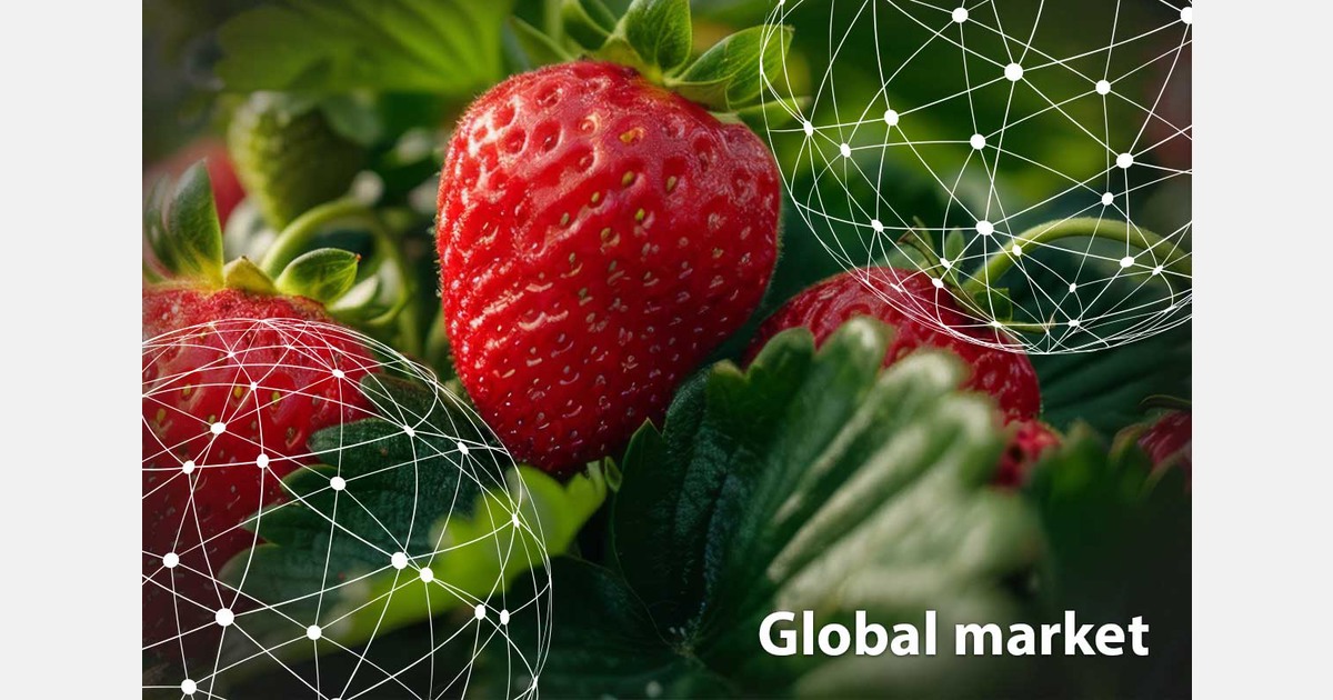 Global market overview: Strawberries