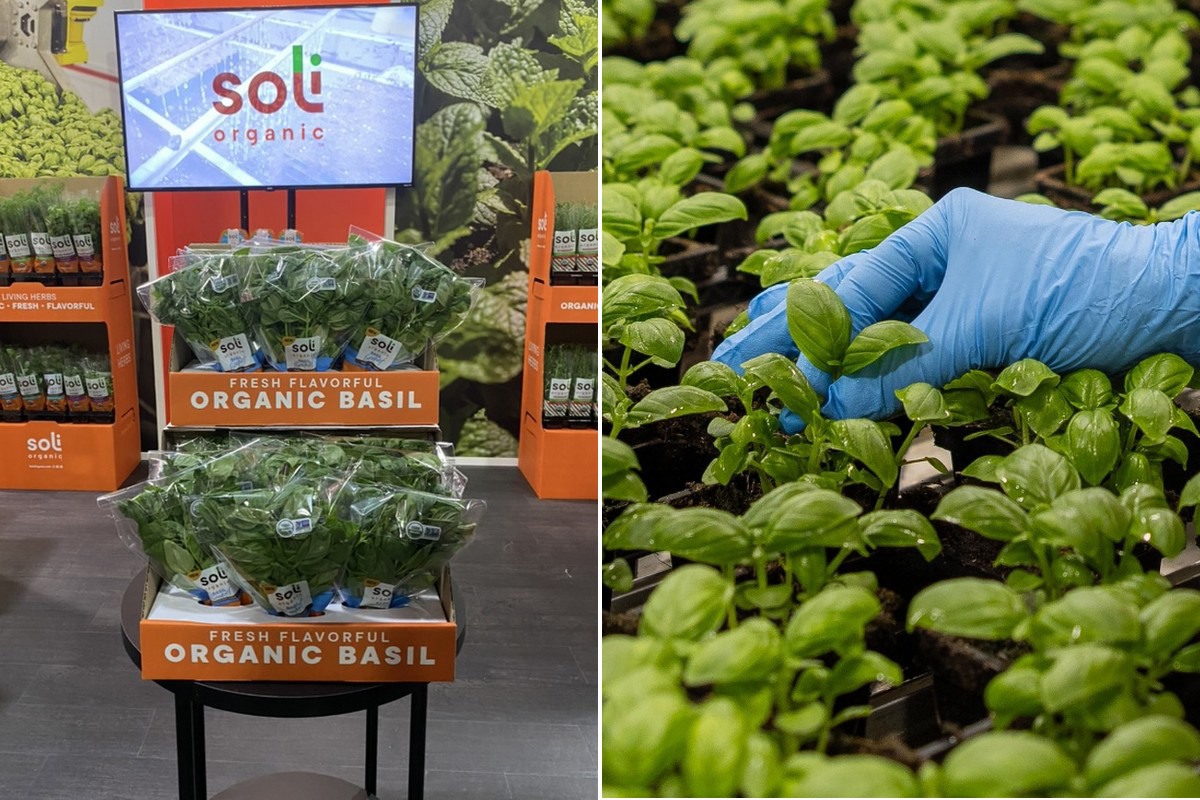 Rethinking basil packaging