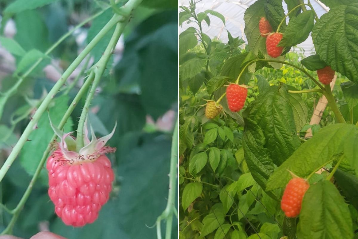 Raspberry harvest begins in Agadir amid labor shortage