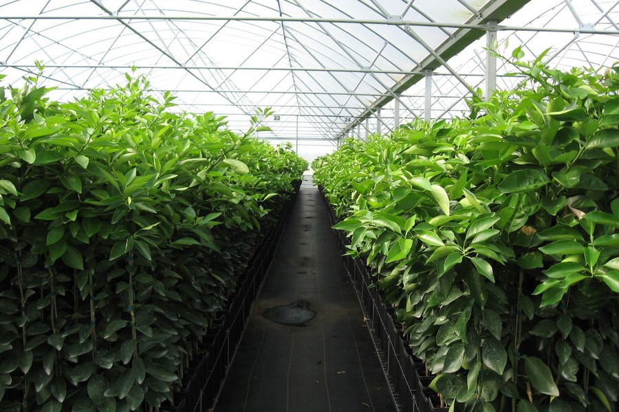 How Hurricane Milton affected Florida’s citrus nursery industry