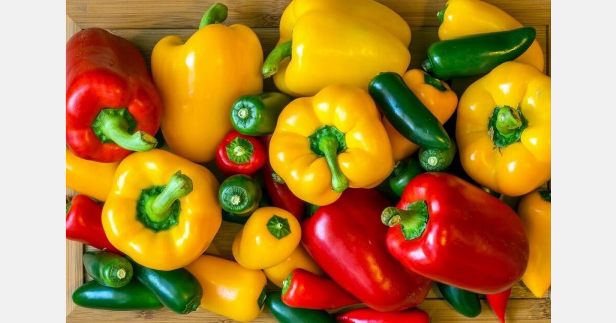 Morocco nears record bell pepper exports amid surging global demand