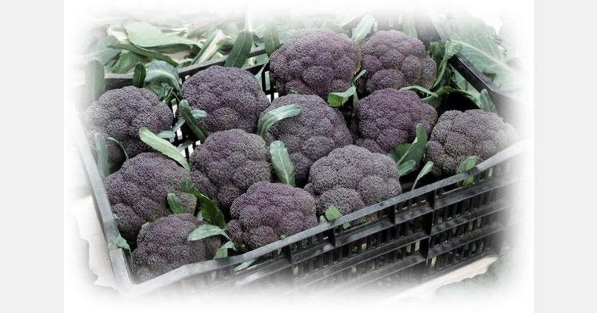 First purple broccoli variety being introduced worldwide