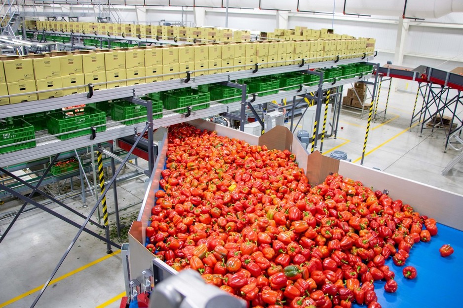 Mucci Farms acquires 150-acre greenhouse facility