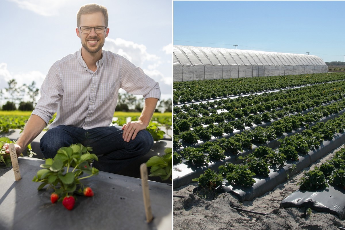 Florida strawberry industry resilient post-Hurricane Milton